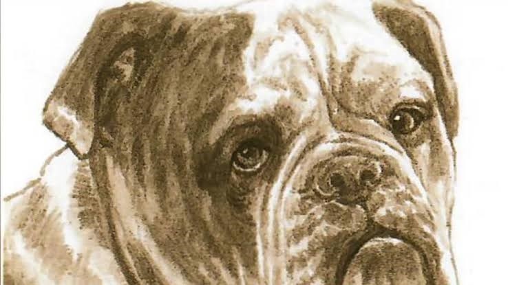 CEASAR THE ANZAC DOG - Coco Gifts Online Store